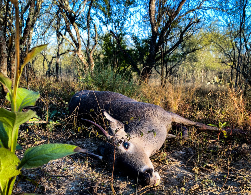 Managing the Whitetail Spike - Sportsman's Junction